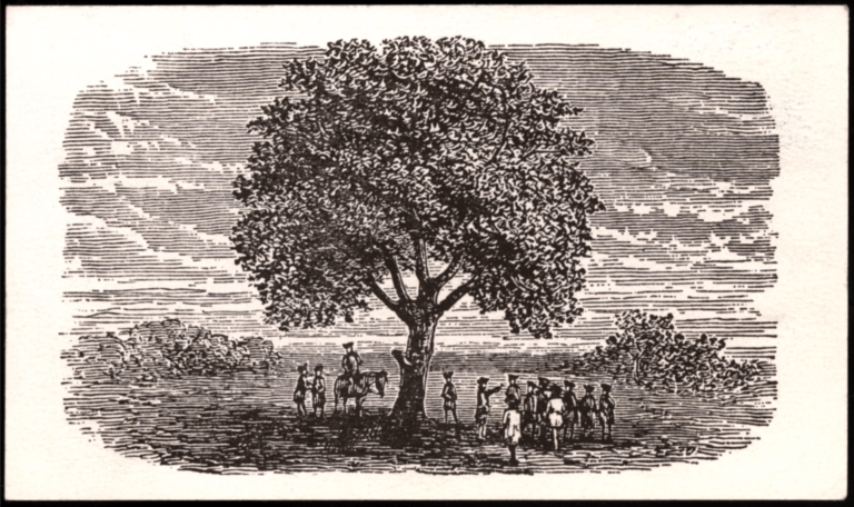 Liberty Trees: Roots of The American Revolution – Rewilding4Republicans